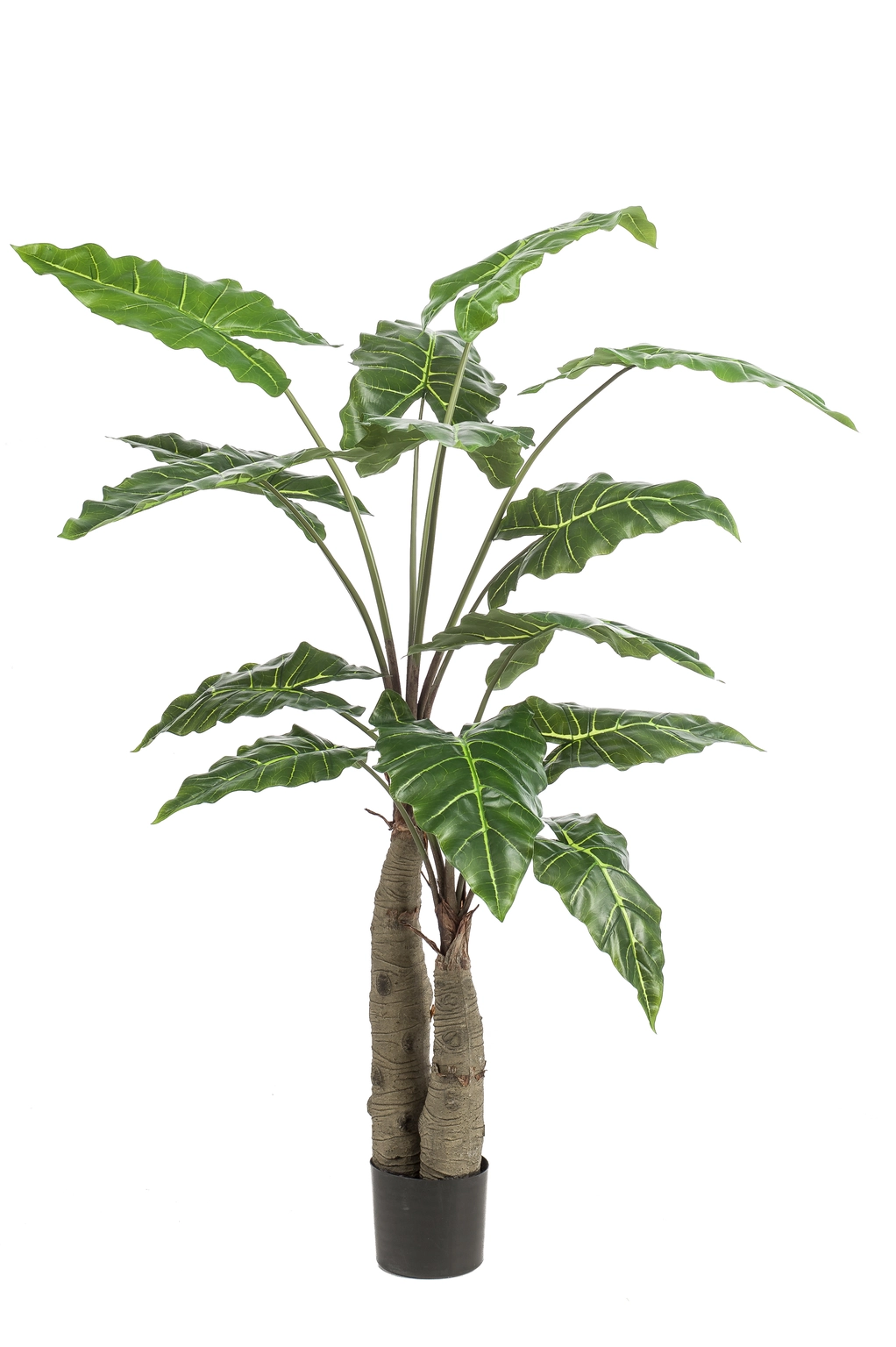 Alocasia giant plant 150cm - Hendriks Plantencentrum in Kessel
