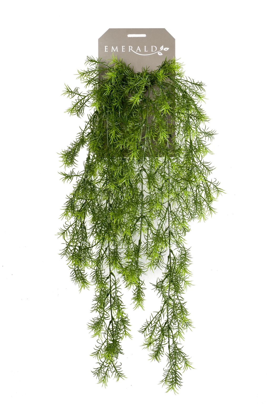 Asparagus sprengeri hanging bush - Hendriks Plantencentrum in Kessel