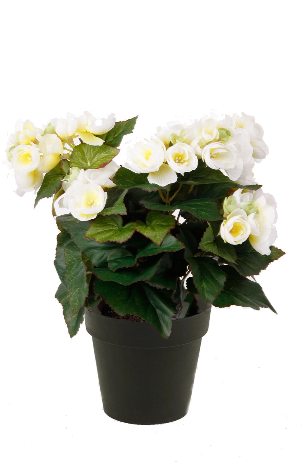 Begonia bush cream 30cm in black pot - Hendriks Plantencentrum in Kessel