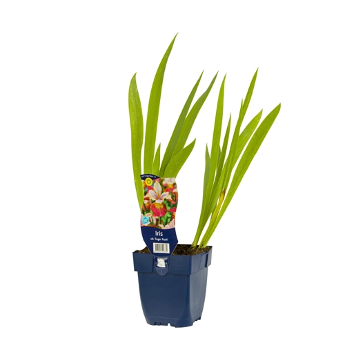 Iris sib. 'Sugar Rush' - Hendriks Plantencentrum in Kessel