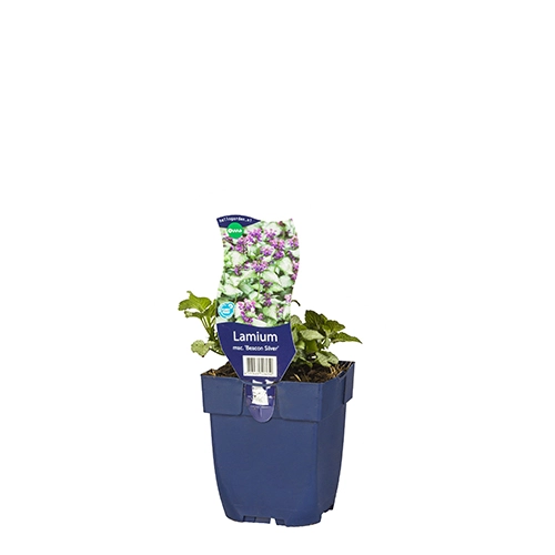 Lamium mac. 'Beacon Silver' - Hendriks Plantencentrum in Kessel