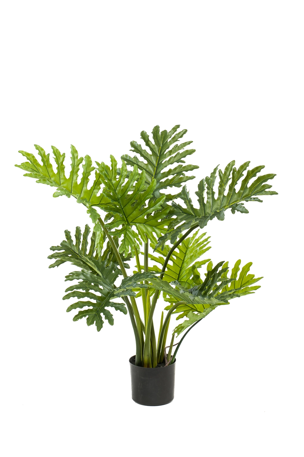 Philodendron selloum plant 80cm - Hendriks Plantencentrum in Kessel