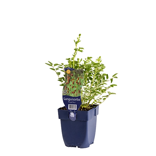 Sanguisorba 'Proud Mary' - Hendriks Plantencentrum in Kessel